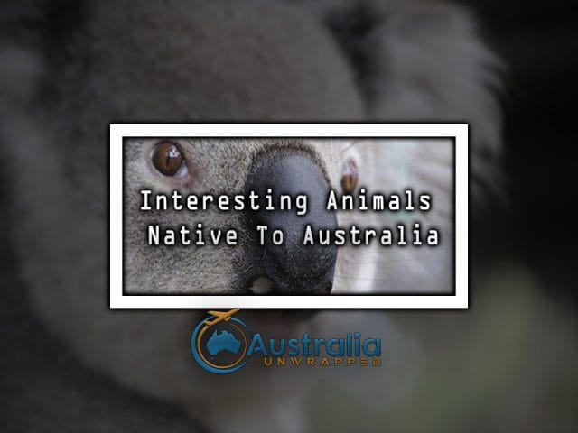 Interesting Animals Native To Australia