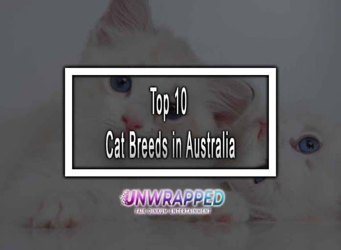 Top 10 Cat Breeds In Australia In 2023 Top 10 Cat Breeds In Australia In 2023