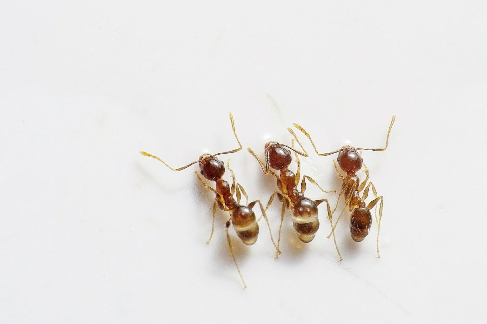 Be Careful About These Ants In Australia
