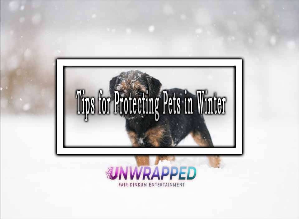 Tips for Protecting Pets in Winter
