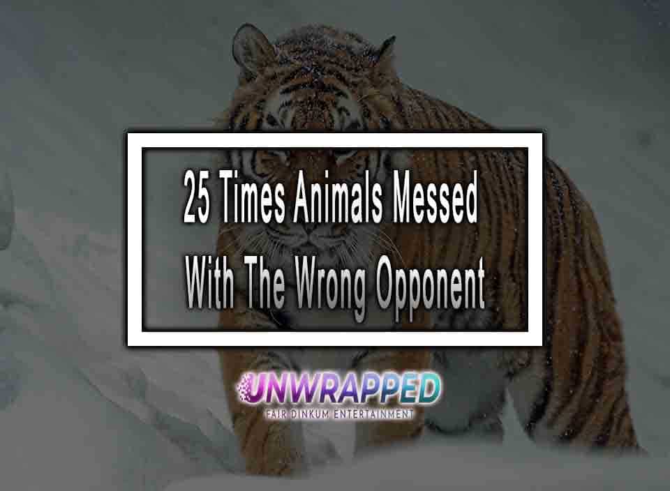 25 Times Animals Messed With The Wrong Opponent