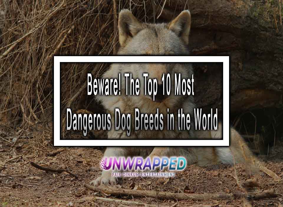 Top 10 Most Dangerous Dog Breeds