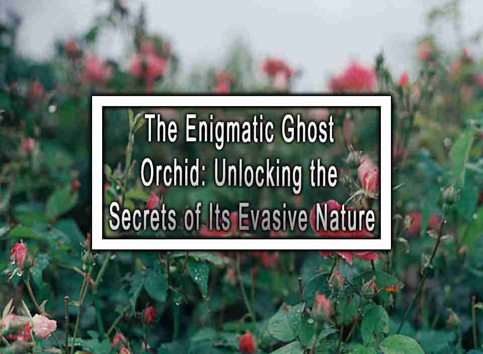 The Enigmatic Ghost Orchid Unlocking the Secrets of Its Evasive Nature