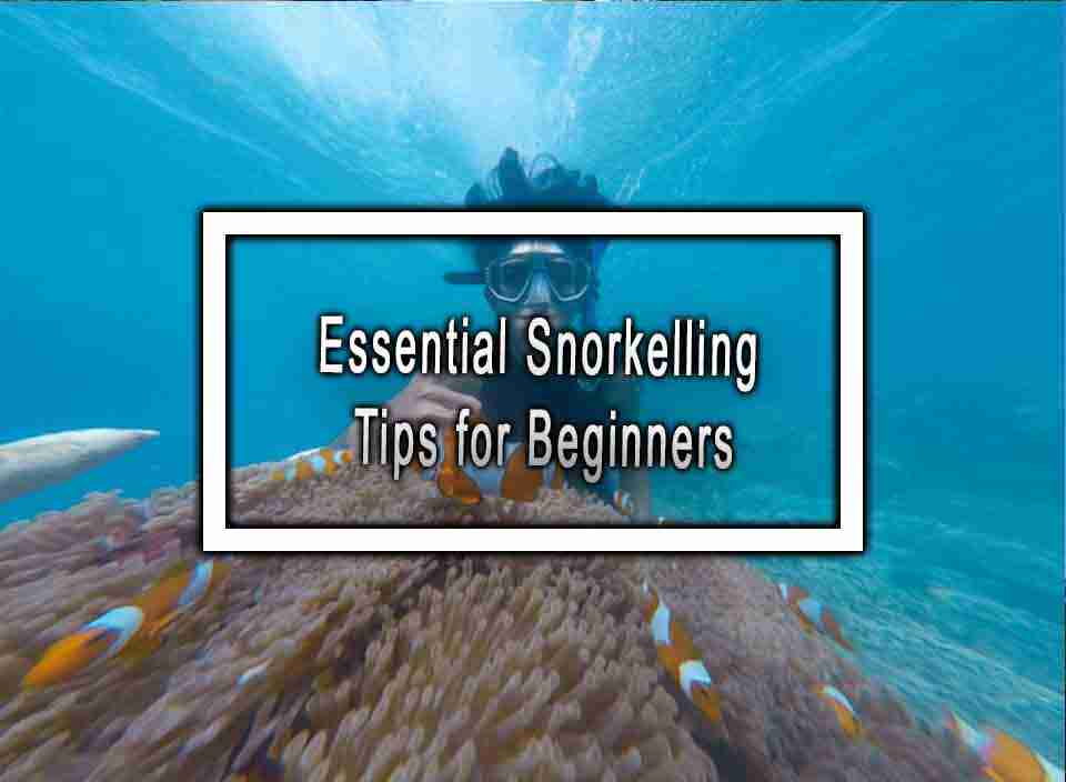 Essential Snorkelling Tips for Beginners