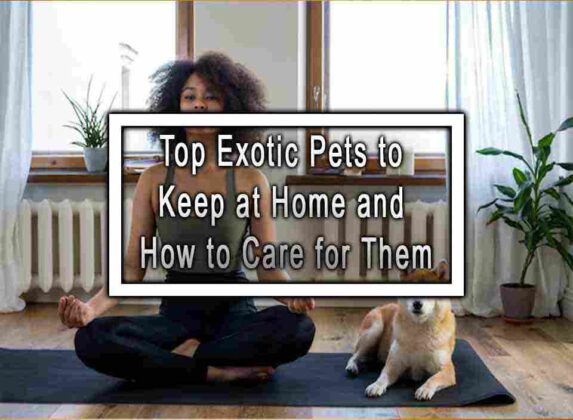 Top Exotic Pets to Keep at Home and How to Care for Them