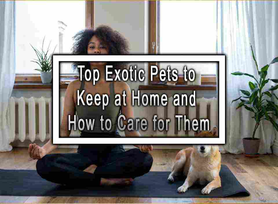 Top Exotic Pets to Keep at Home and How to Care for Them