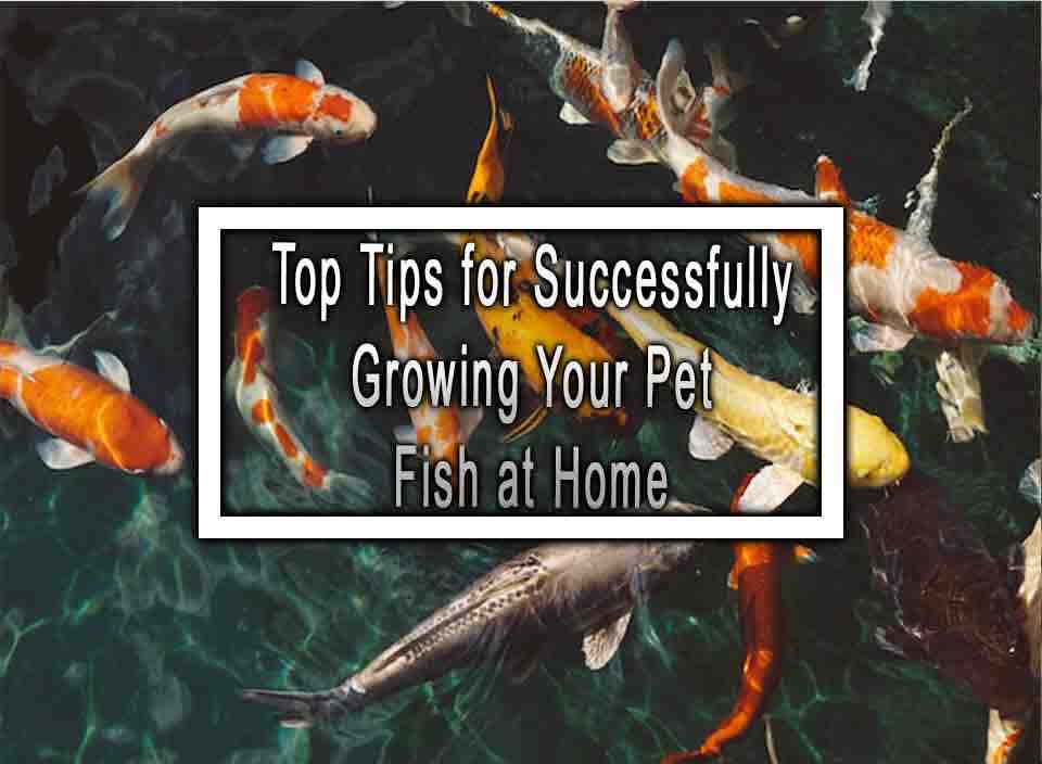 Top Tips for Successfully Growing Your Pet Fish at Home