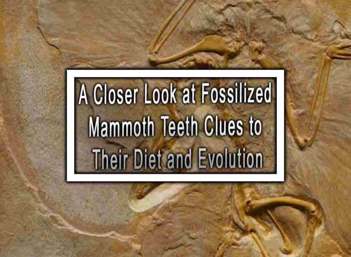 A Closer Look at Fossilized Mammoth Teeth Clues to Their Diet and Evolution