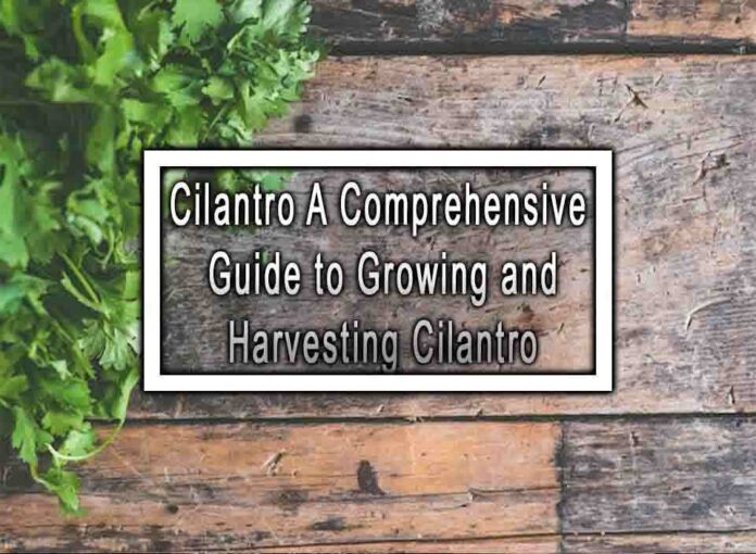 Cilantro A Comprehensive Guide to Growing and Harvesting Cilantro
