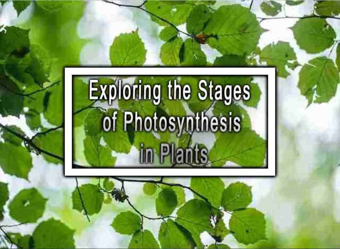 Exploring the Stages of Photosynthesis in Plants