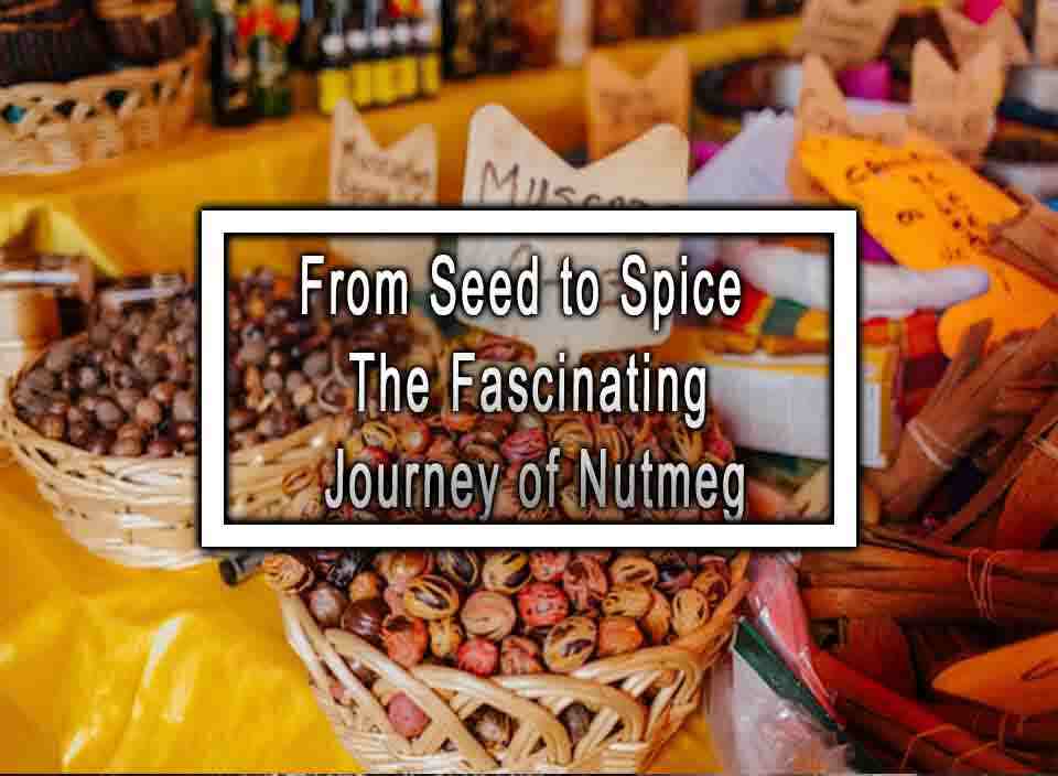 From Seed to Spice The Fascinating Journey of Nutmeg