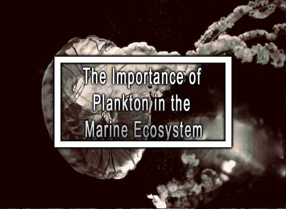 The Importance of Plankton in the Marine Ecosystem