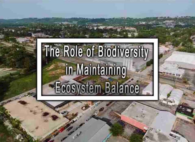 The Role of Biodiversity in Maintaining Ecosystem Balance