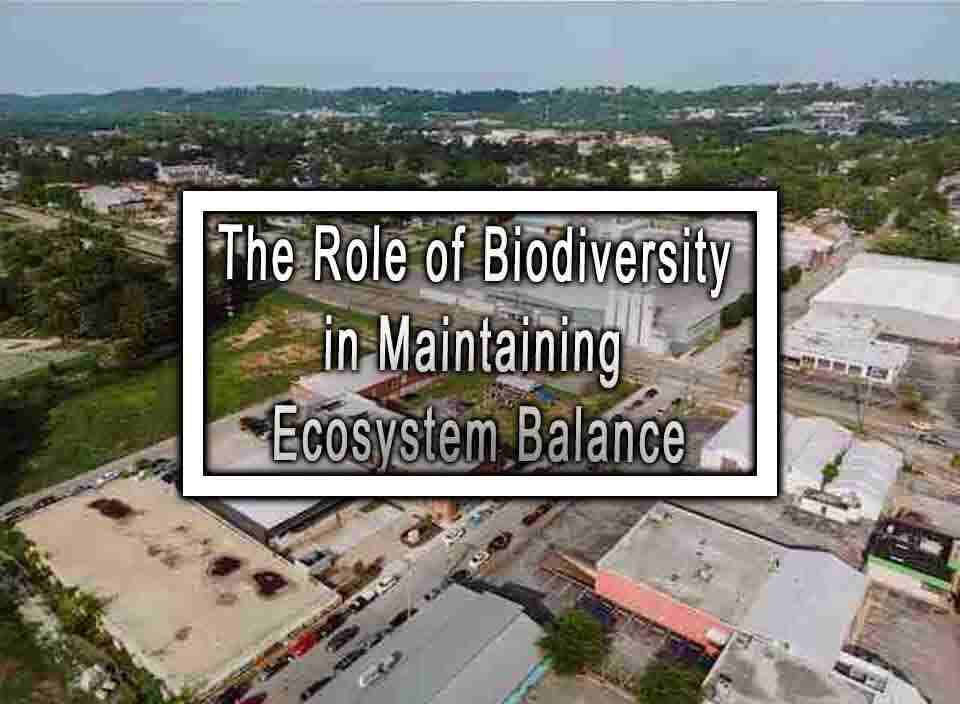 The Role of Biodiversity in Maintaining Ecosystem Balance