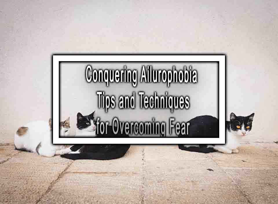 Conquering Ailurophobia Tips and Techniques for Overcoming Fear