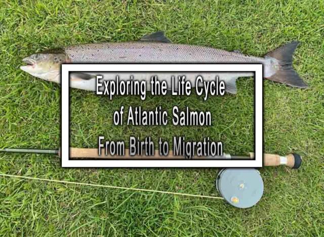 Exploring the Life Cycle of Atlantic Salmon From Birth to Migration