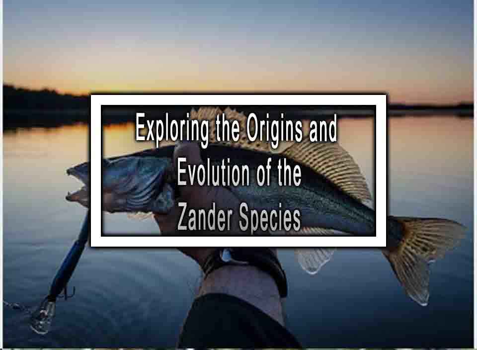 Exploring the Origins and Evolution of the Zander Species