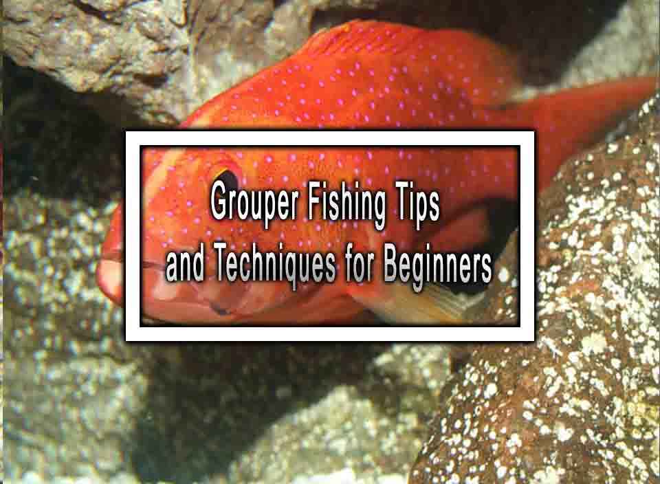 Grouper Fishing Tips and Techniques for Beginners