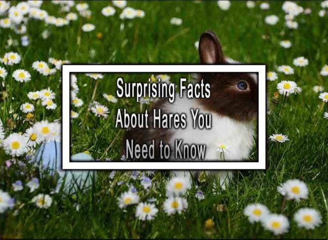 Surprising Facts About Hares You Need to Know