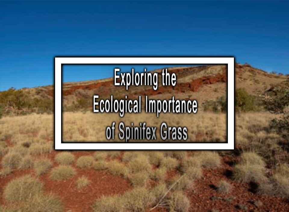 Exploring the Ecological Importance of Spinifex Grass