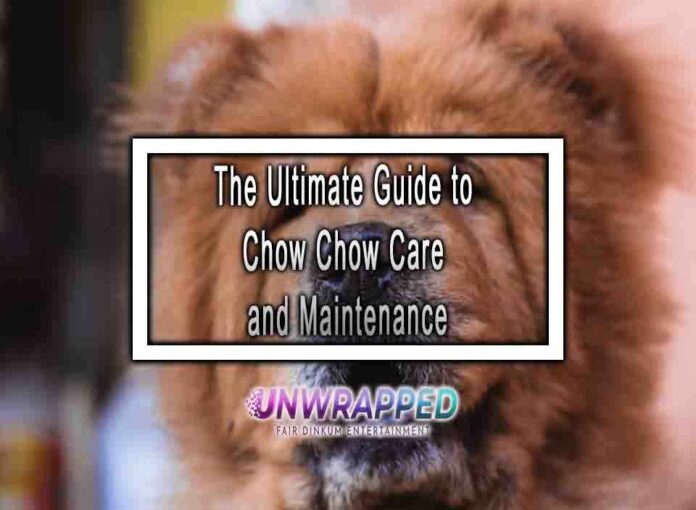 The Ultimate Guide to Chow Chow Care and Maintenance