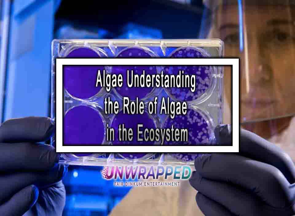 Algae Understanding the Role of Algae in the Ecosystem
