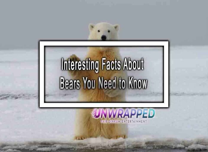 Interesting Facts About Bears You Need to Know