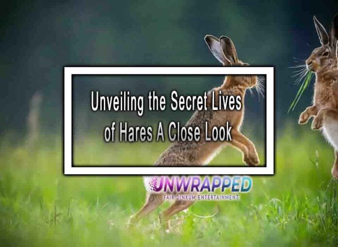Unveiling the Secret Lives of Hares A Close Look